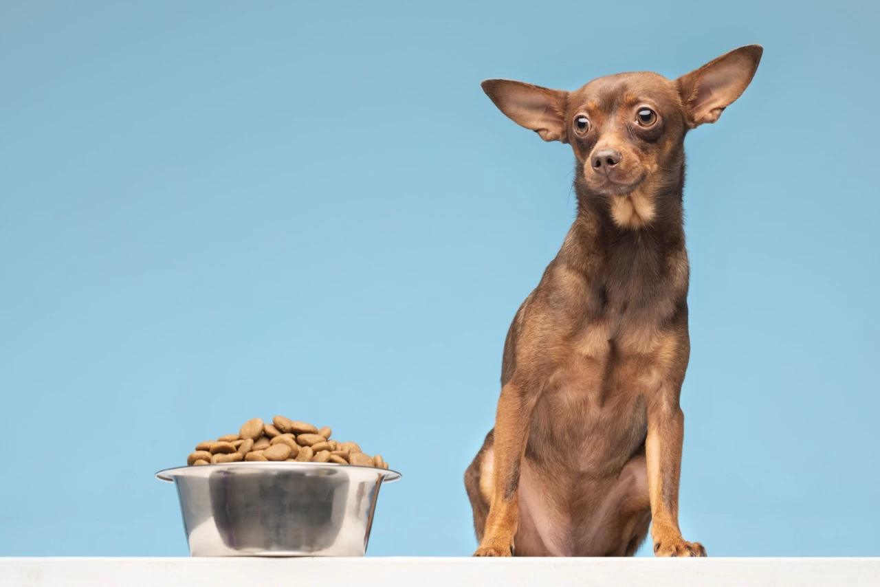 Merrick Dog Food: Is It Worth The Bark? An Honest Assessment